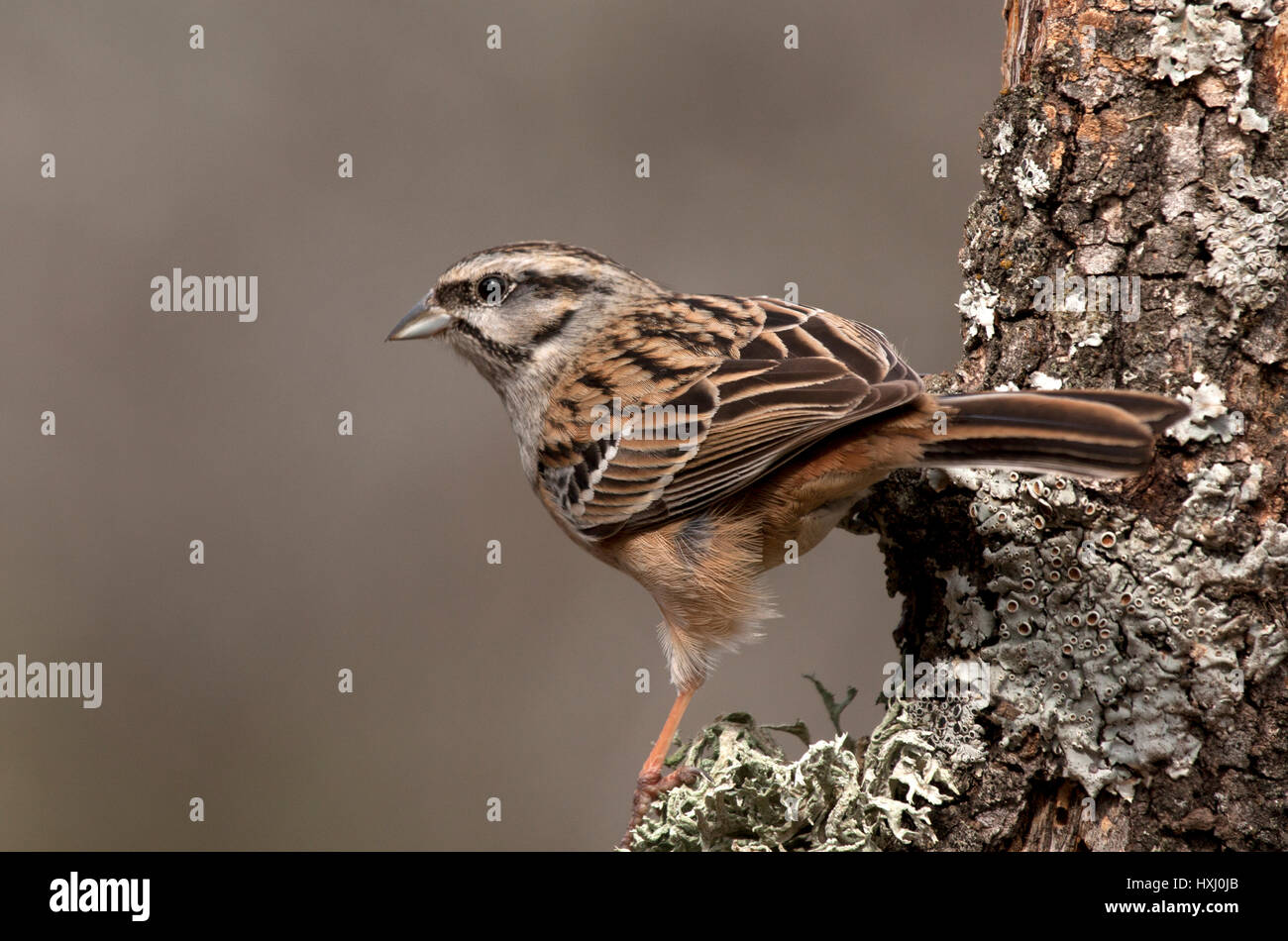 Emberiza cia hi-res stock photography and images - Alamy