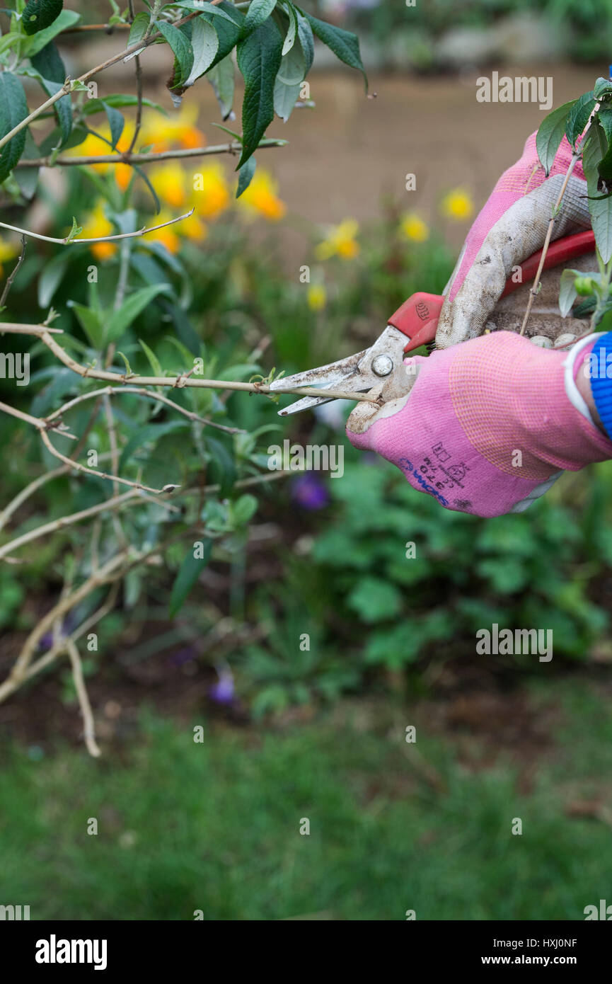 Gardener pruning a dwarf buddleia plant. UK Stock Photo - Alamy