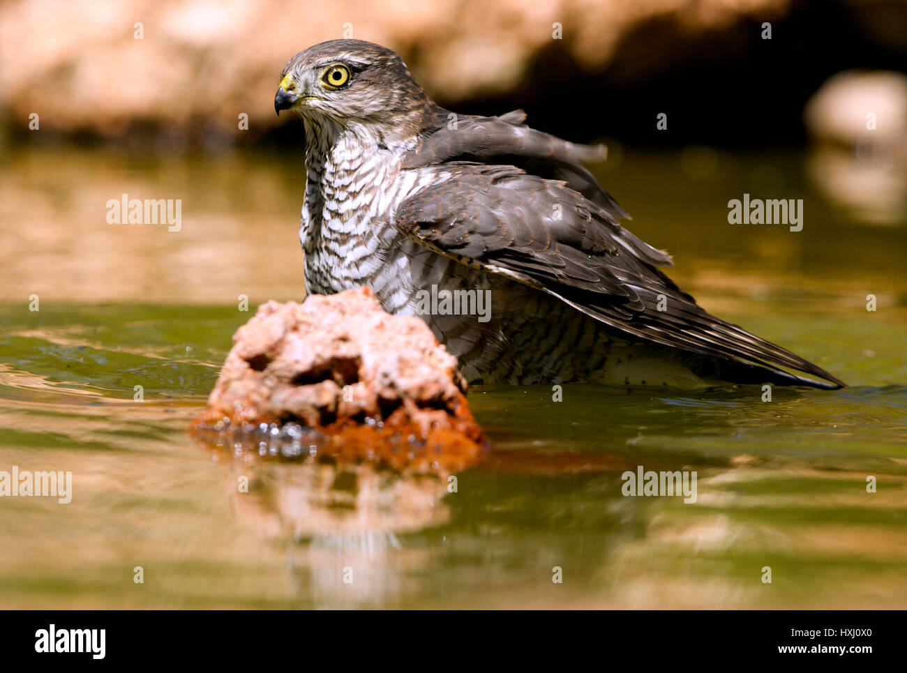 Sparrowhawk accipiter nisus zoology hi-res stock photography and images ...