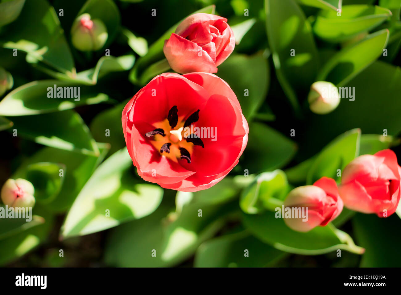 tulip in spring Stock Photo - Alamy