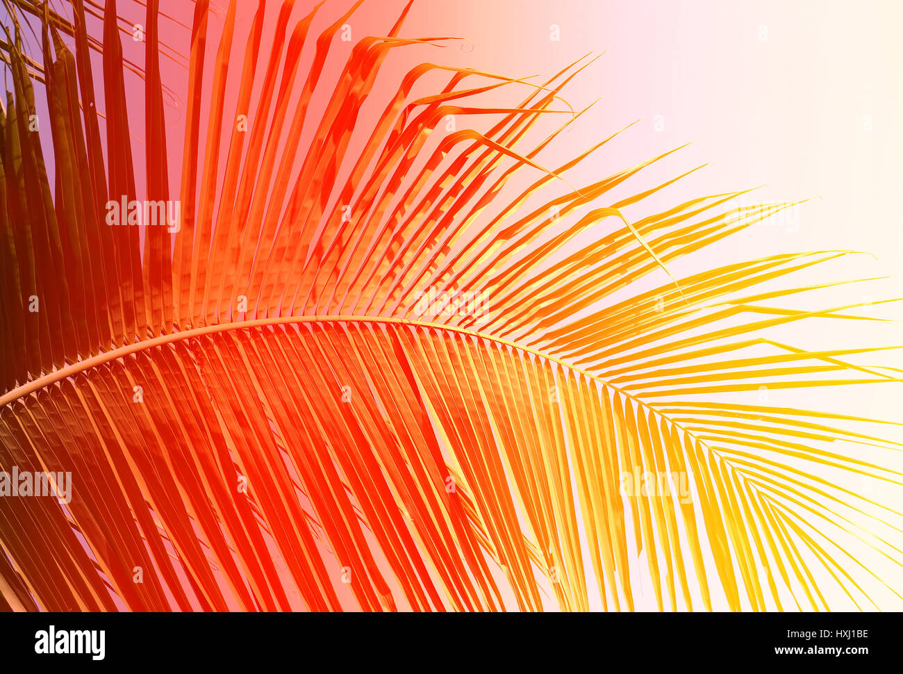 Beautiful fire palm leaf photographed in close-up Stock Photo - Alamy
