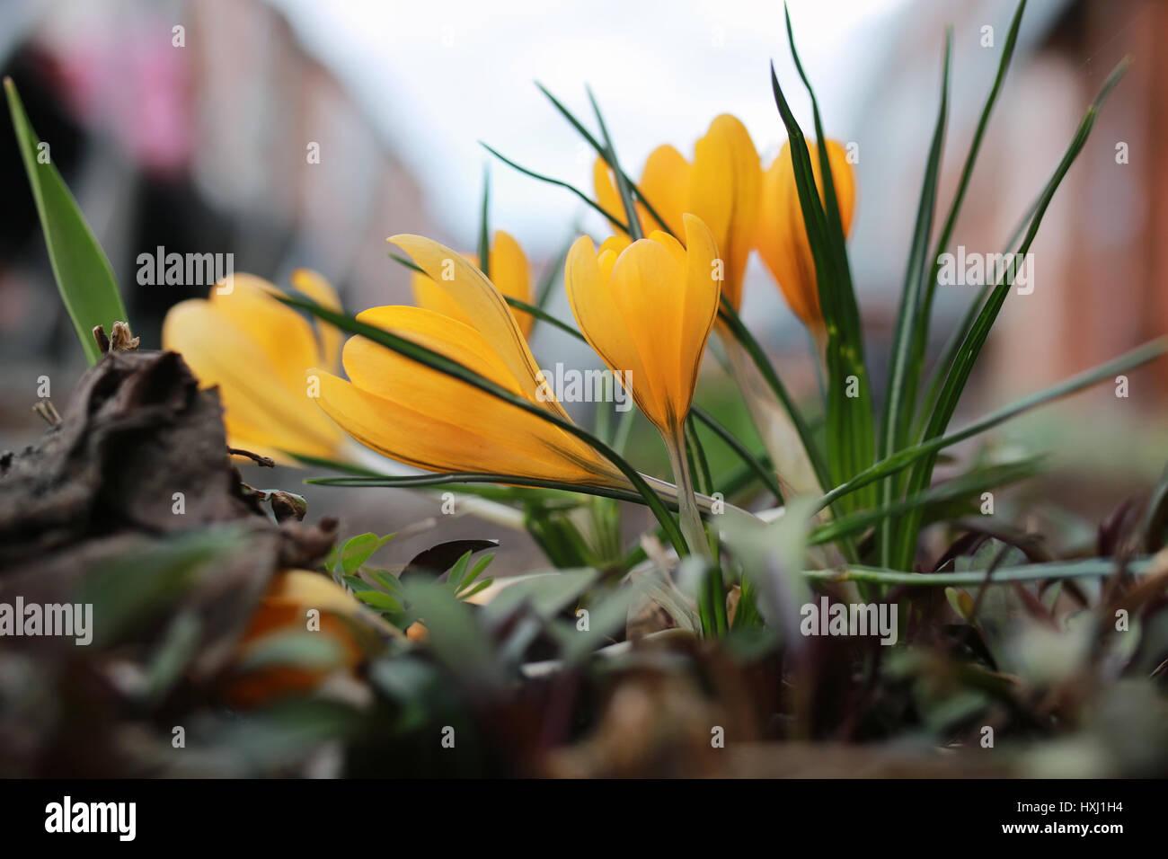 spring flower crocus Stock Photo - Alamy