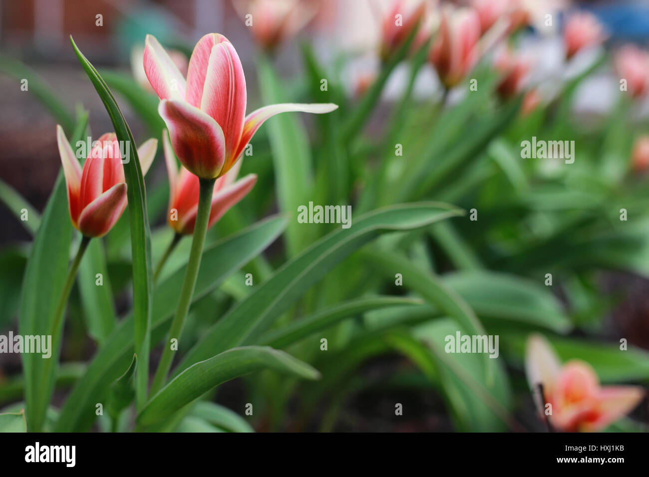 spring flower tulip on ground Stock Photo - Alamy