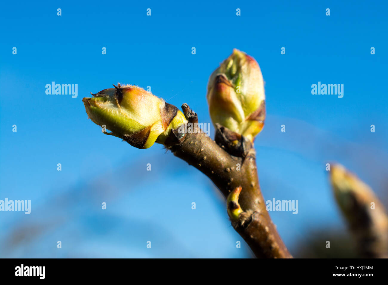Buds of the pear tree hi-res stock photography and images - Alamy
