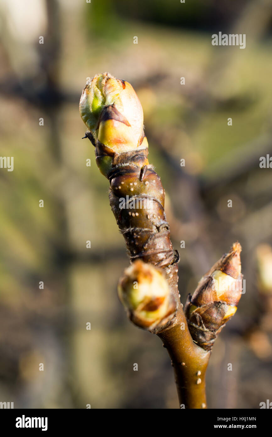 Pear tree buds hi-res stock photography and images - Alamy