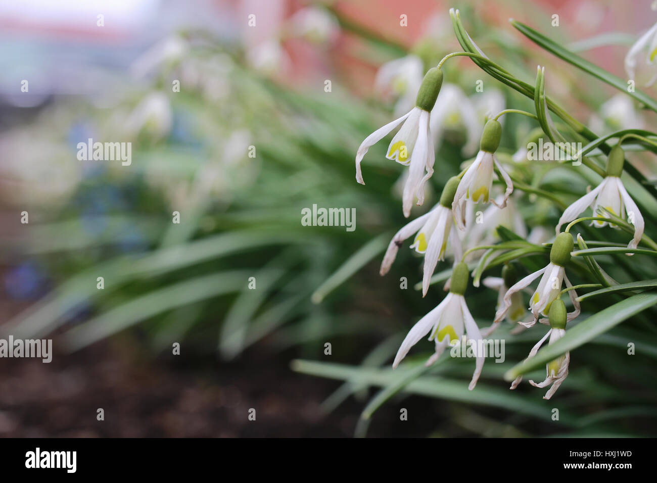 spring flower white Stock Photo - Alamy