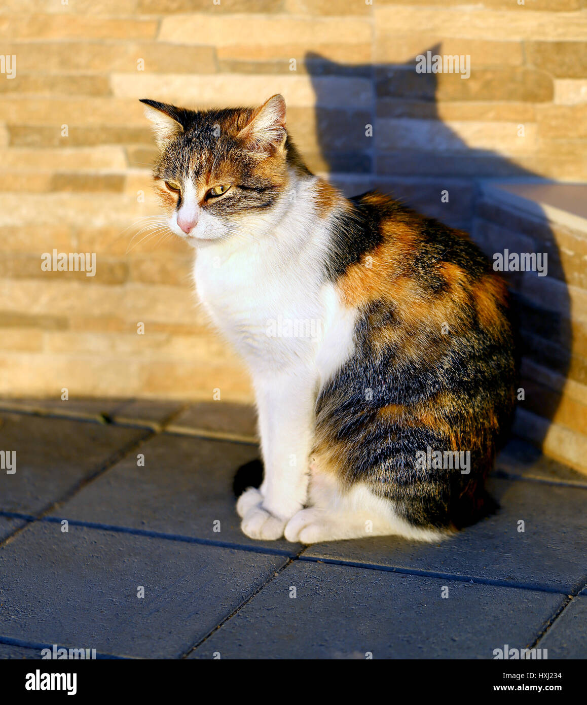Beautiful three-colored cat white black and red photographed in close ...