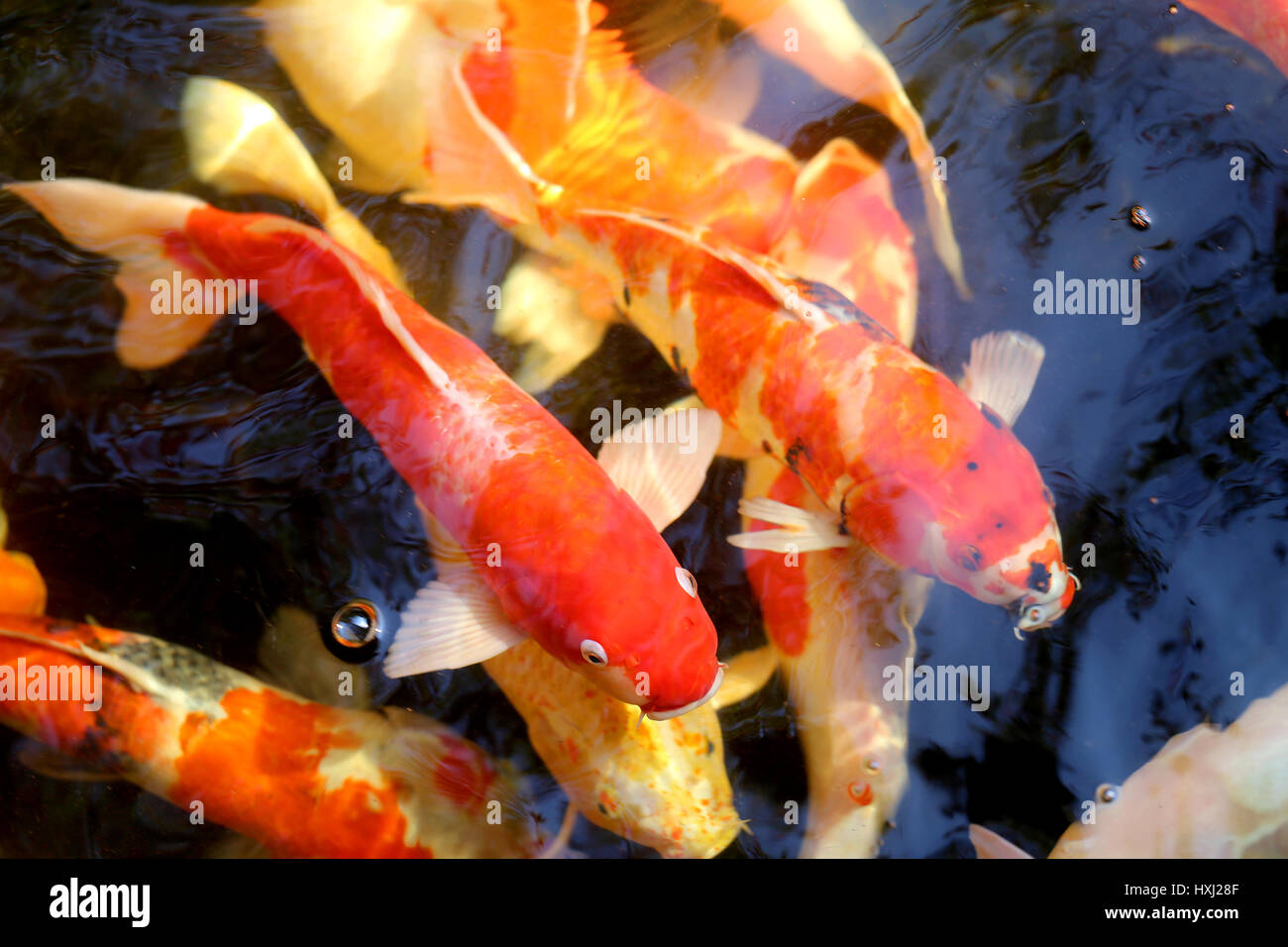Different colored fish carp in a pond to photograph closeup Stock Photo ...