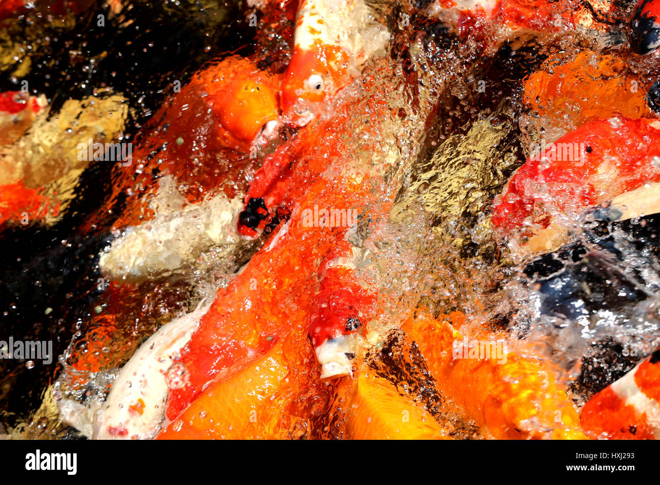 Different colored fish carp in a pond to photograph closeup Stock Photo ...