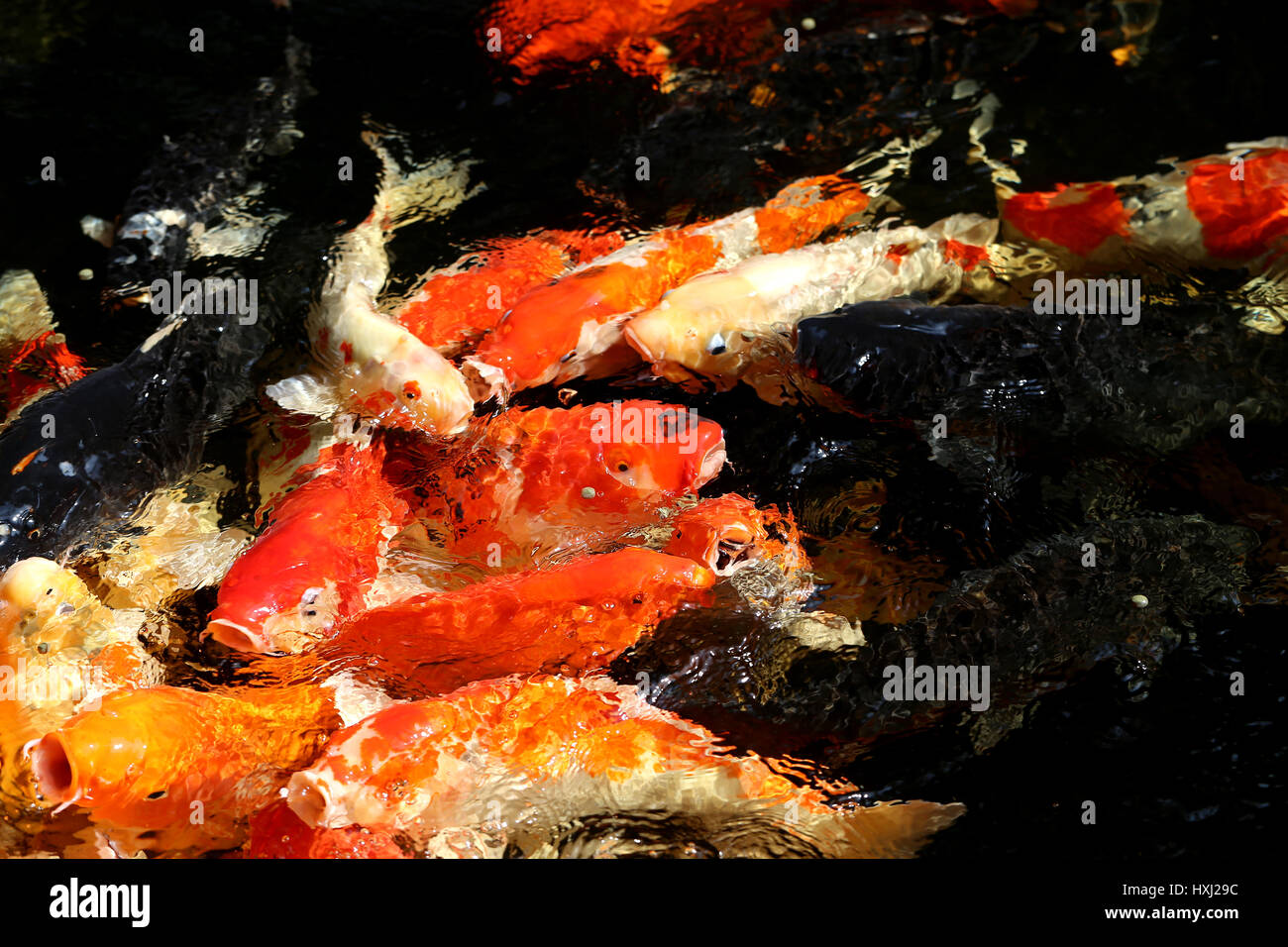 Different colored fish carp in a pond to photograph closeup Stock Photo ...