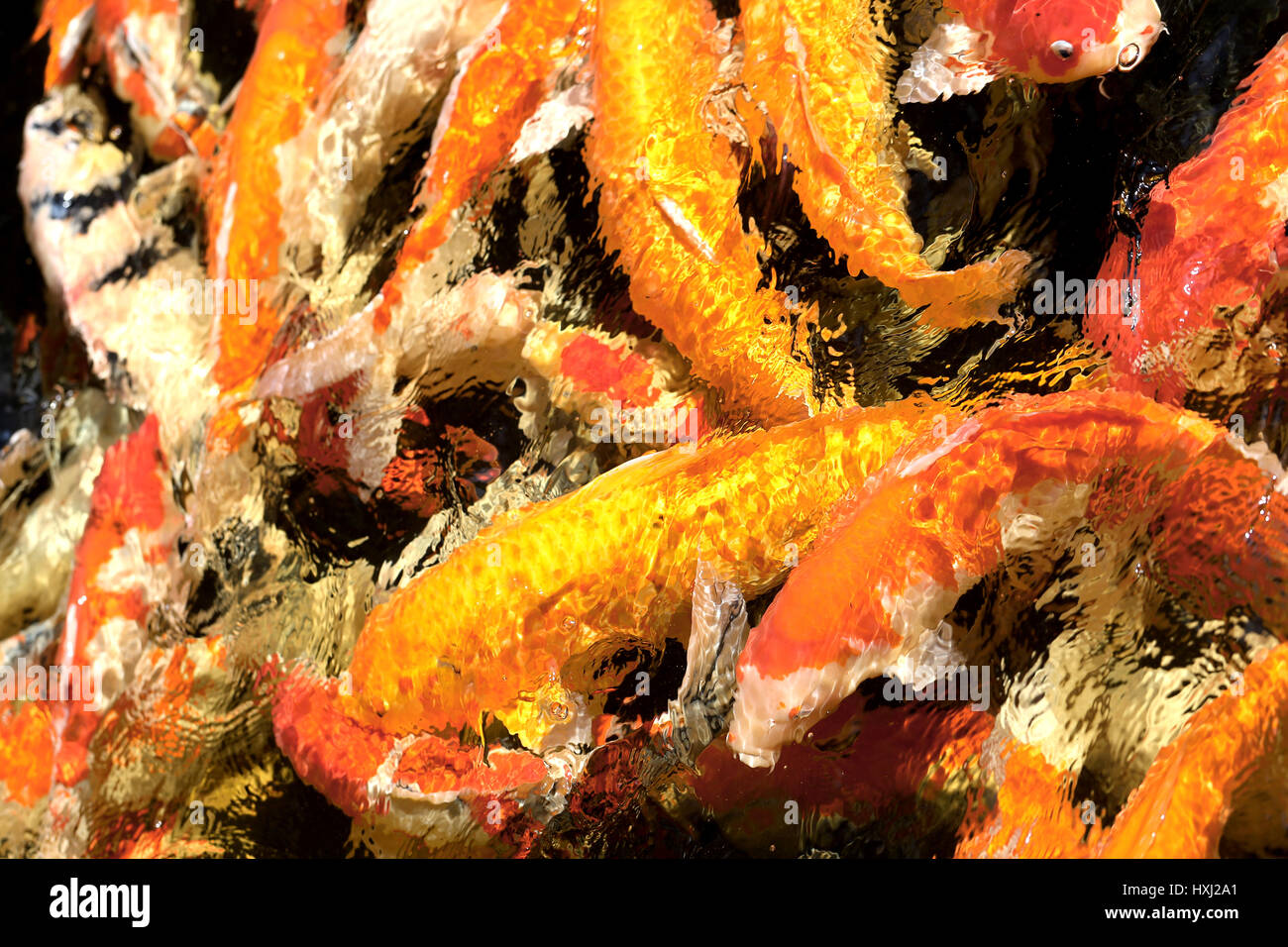 Different colored fish carp in a pond to photograph closeup Stock Photo ...