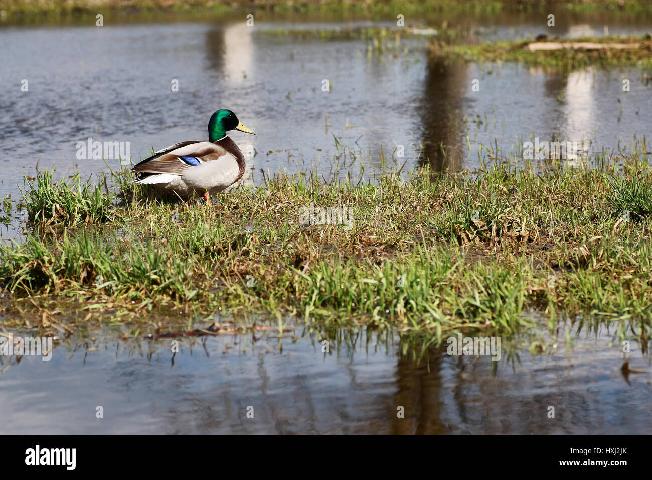 duck in park outdoor Stock Photo - Alamy