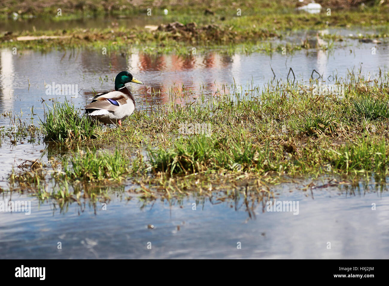 duck in park outdoor Stock Photo - Alamy