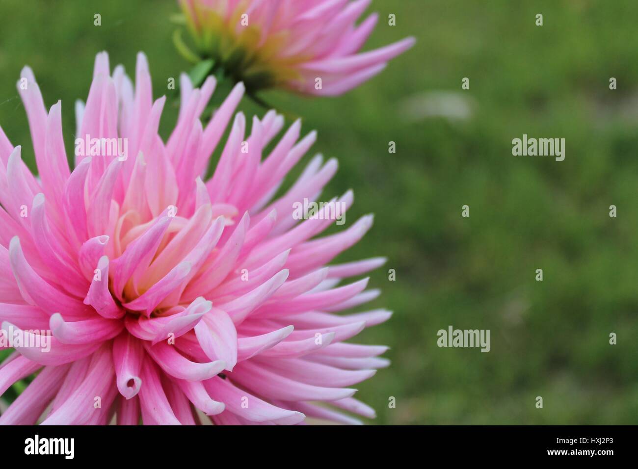 Pink Fuji Mum in Full Bloom Stock Photo - Alamy