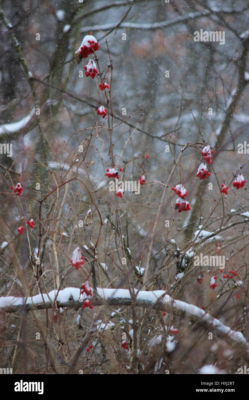 Snow Falling of Michigan Berries Stock Photo - Alamy