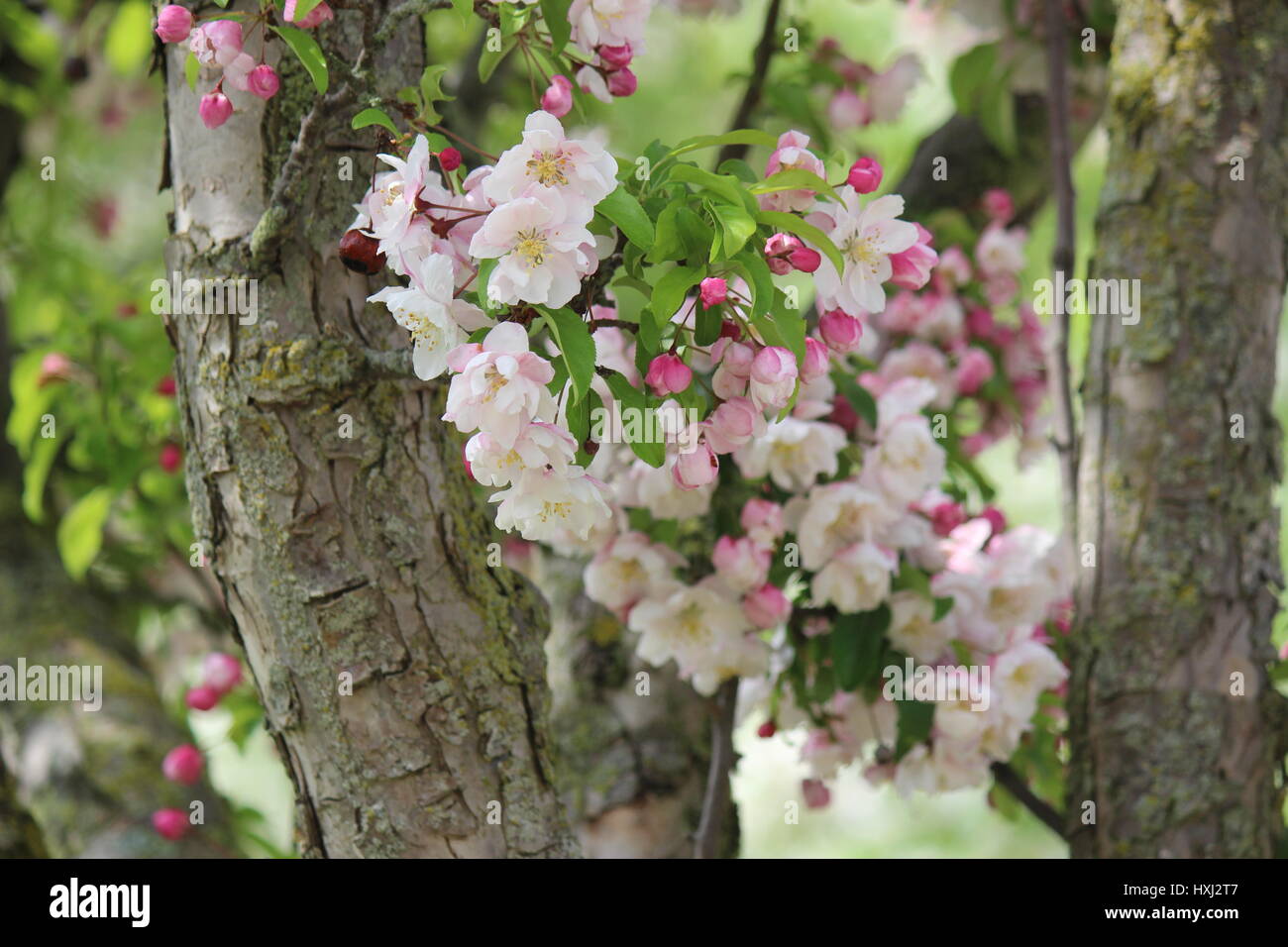 Crabapple Flowering in Spring Stock Photo - Alamy