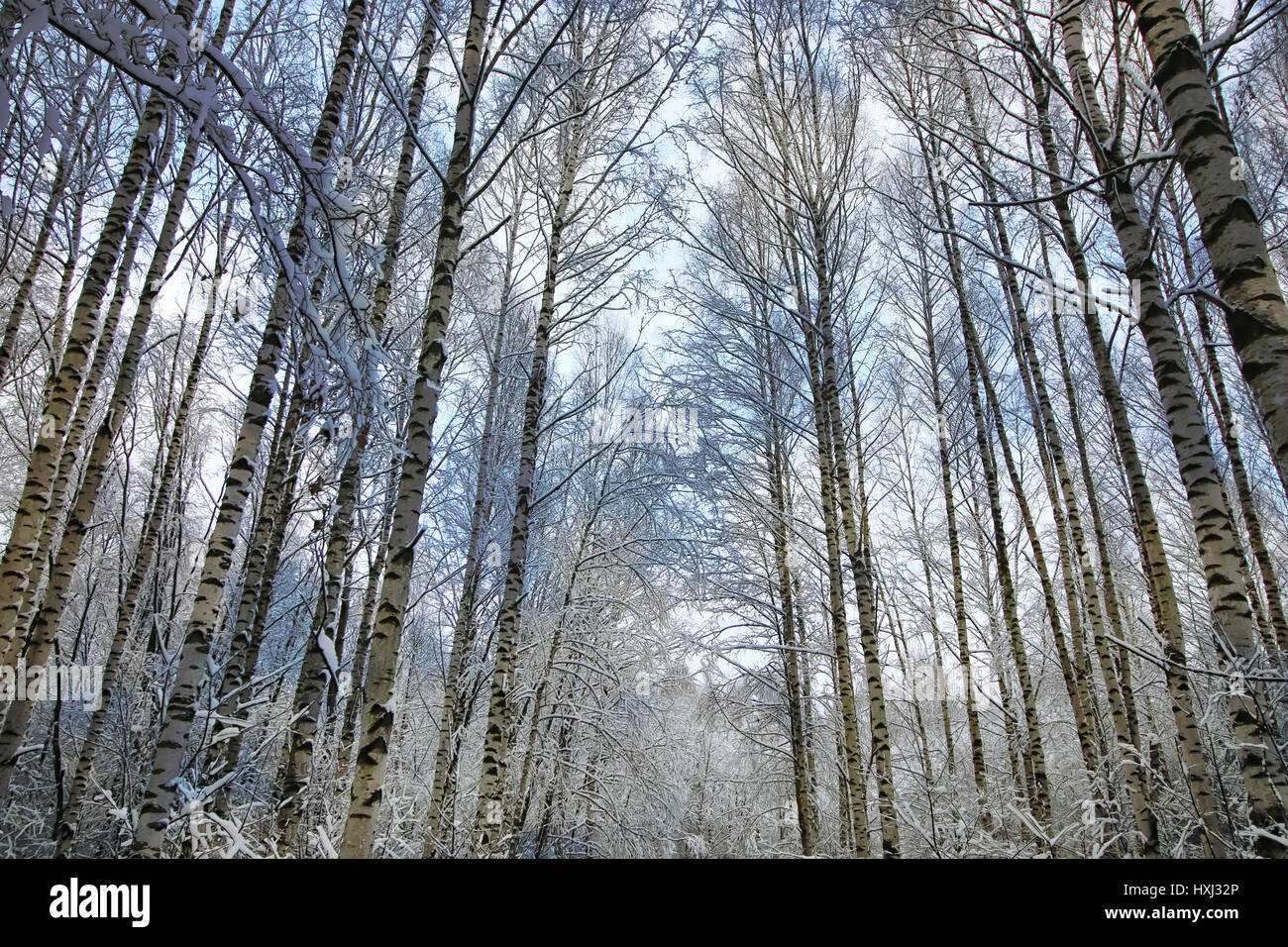 winter snow branch tree covered Stock Photo - Alamy
