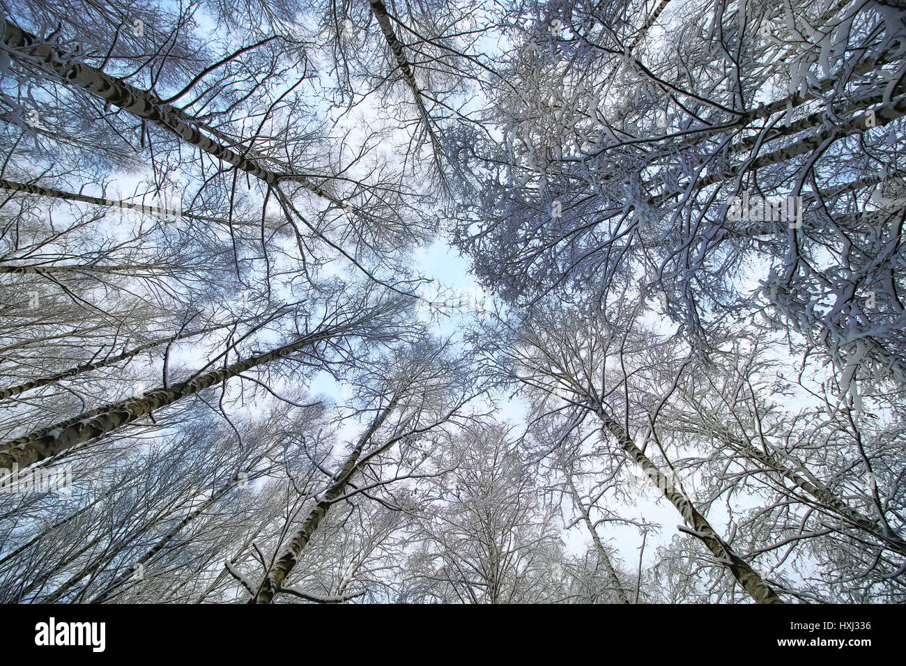 winter snow branch tree covered Stock Photo - Alamy