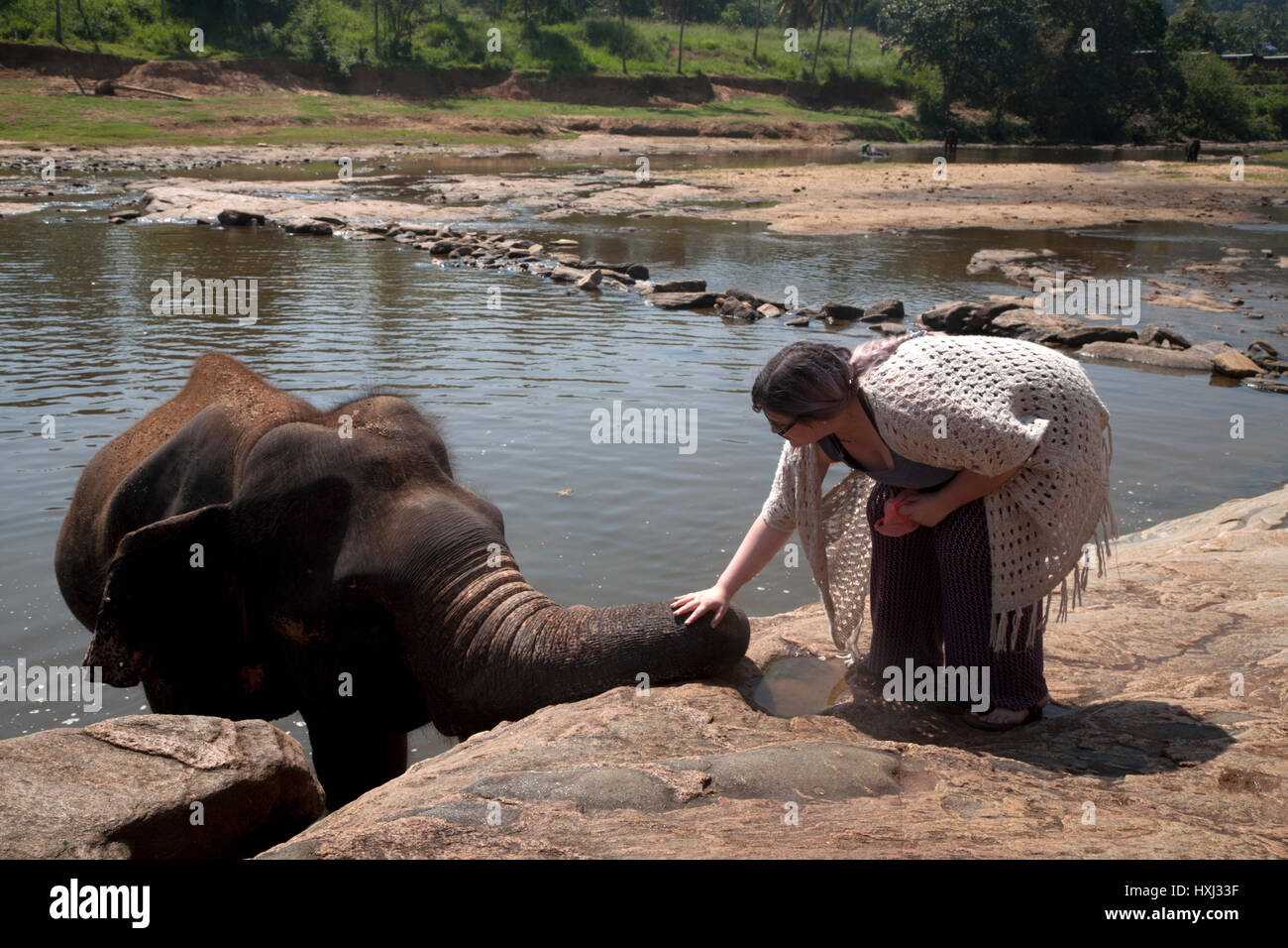 elephants ma oya river pinnewala central province sri lanka Stock Photo ...
