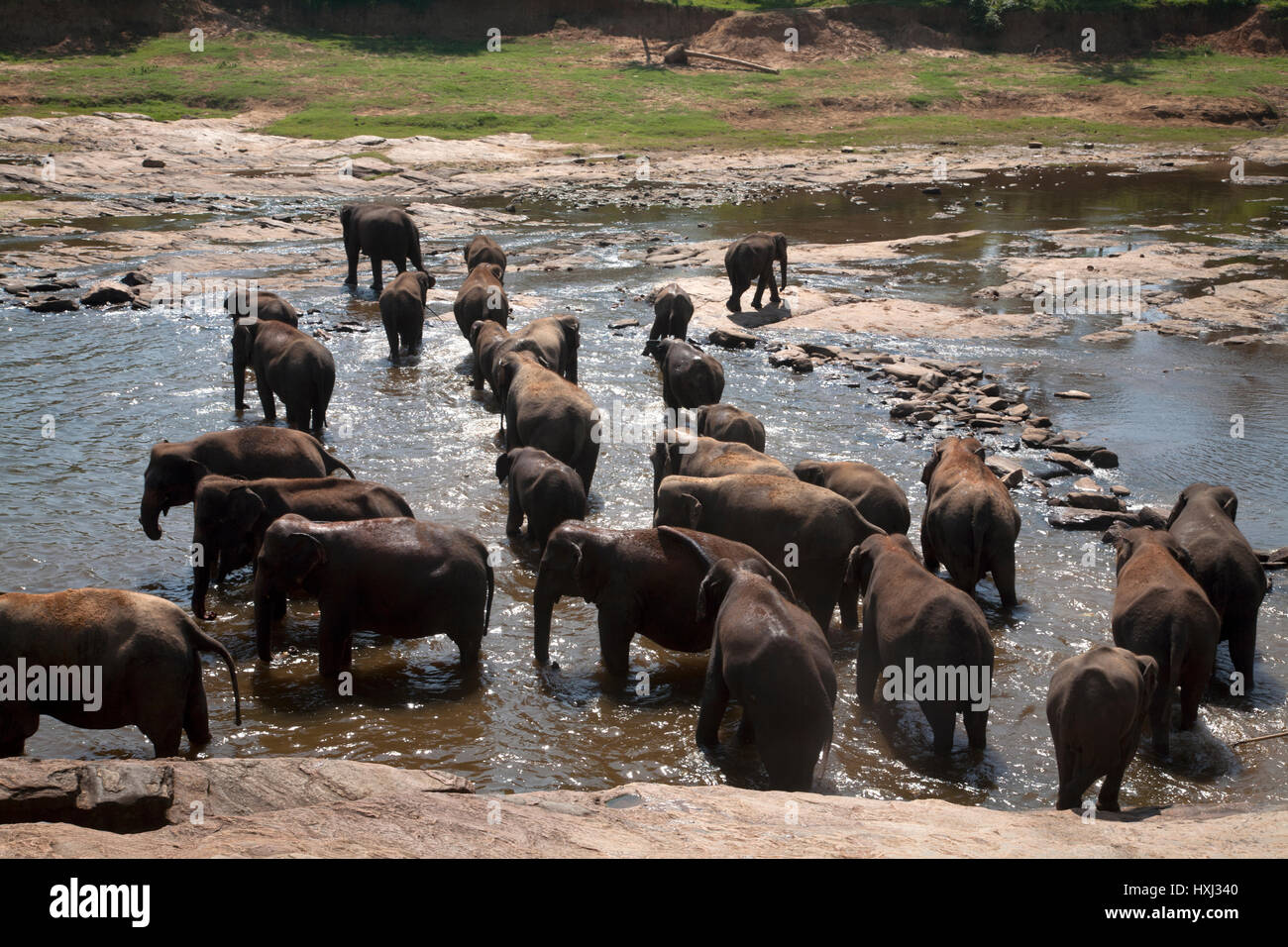 elephants ma oya river pinnewala central province sri lanka Stock Photo ...