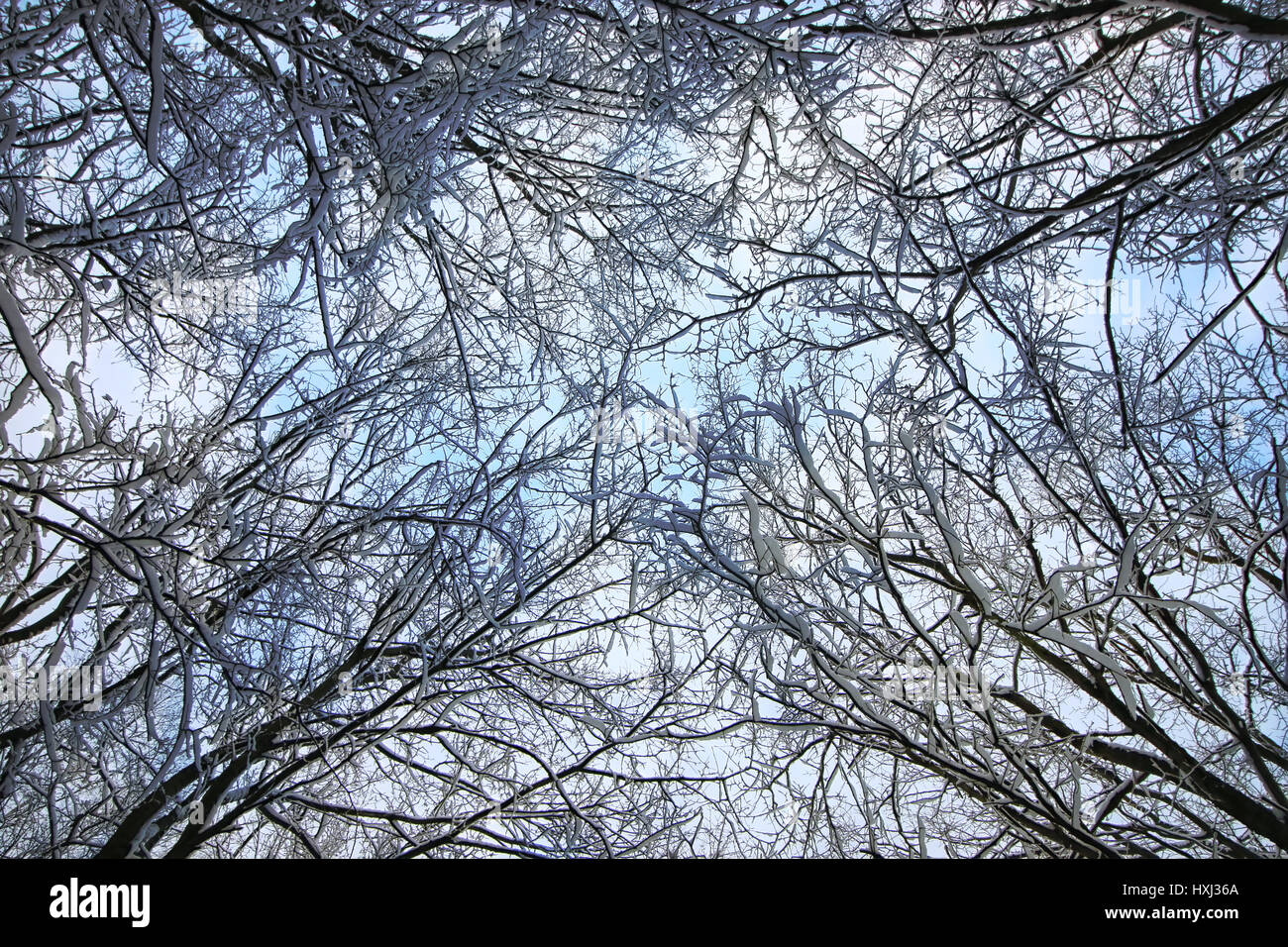 winter snow branch tree covered Stock Photo - Alamy