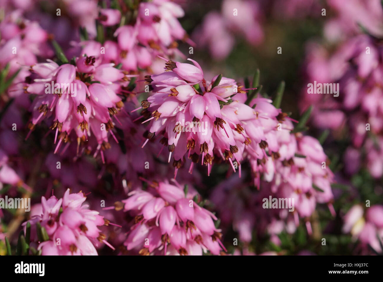 Ling, Calluna vulgaris, flowers of the gardens Stock Photo - Alamy