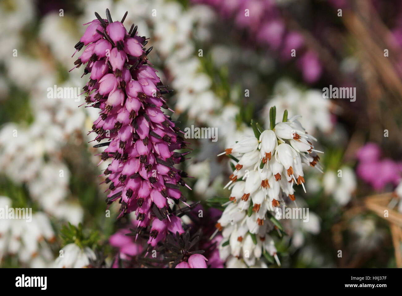 Ling, Calluna vulgaris, flowers of the gardens Stock Photo - Alamy