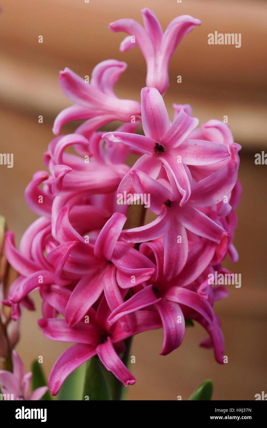 Hyacinth, Hyacinthus, flowers of the spring Stock Photo - Alamy