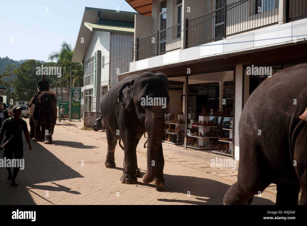 elephants ma oya river pinnewala central province sri lanka Stock Photo ...