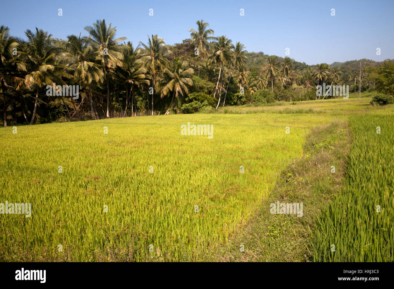 Rice terraces sri lanka hi-res stock photography and images - Alamy