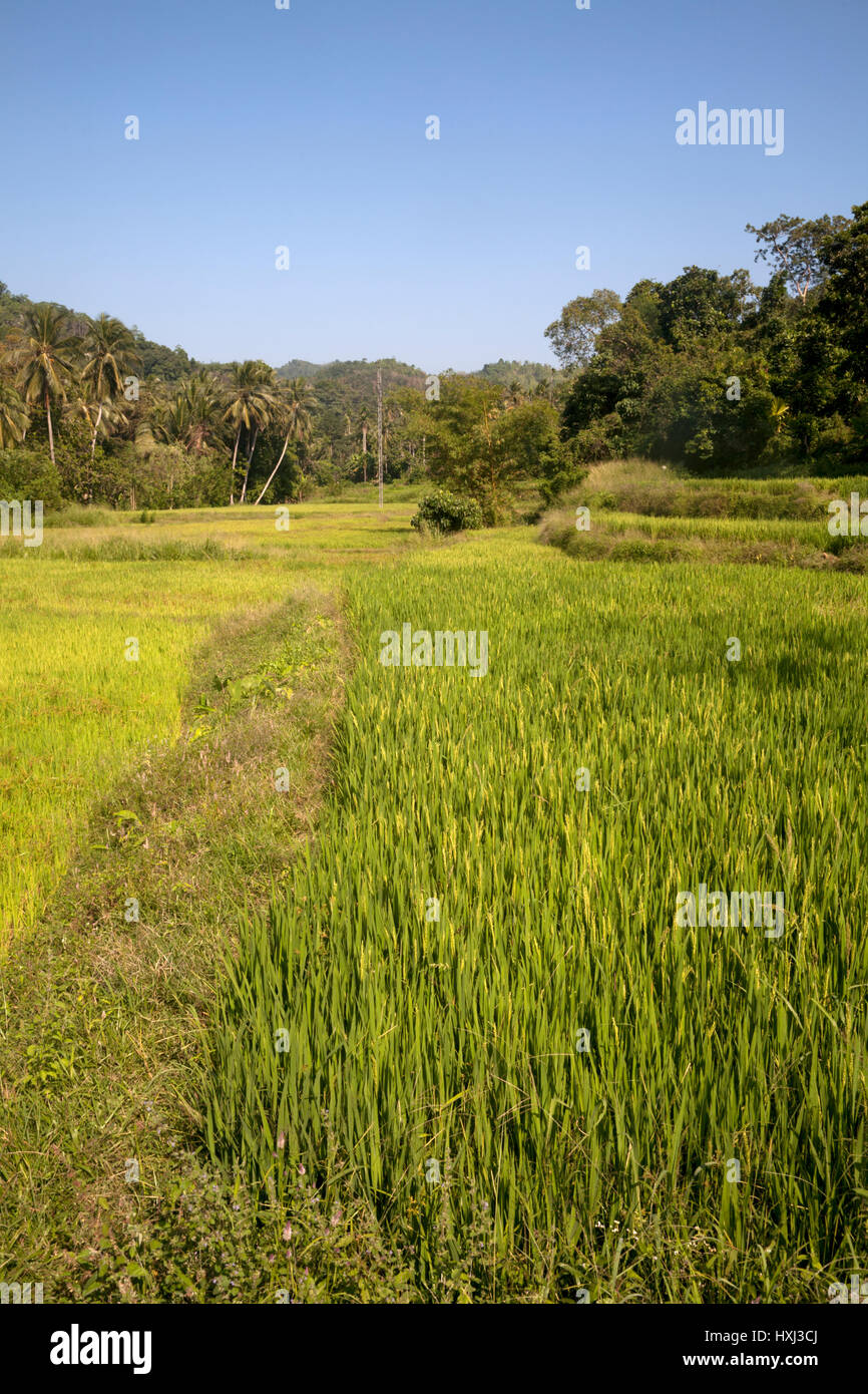 Paddy fields sri lanka hi-res stock photography and images - Alamy