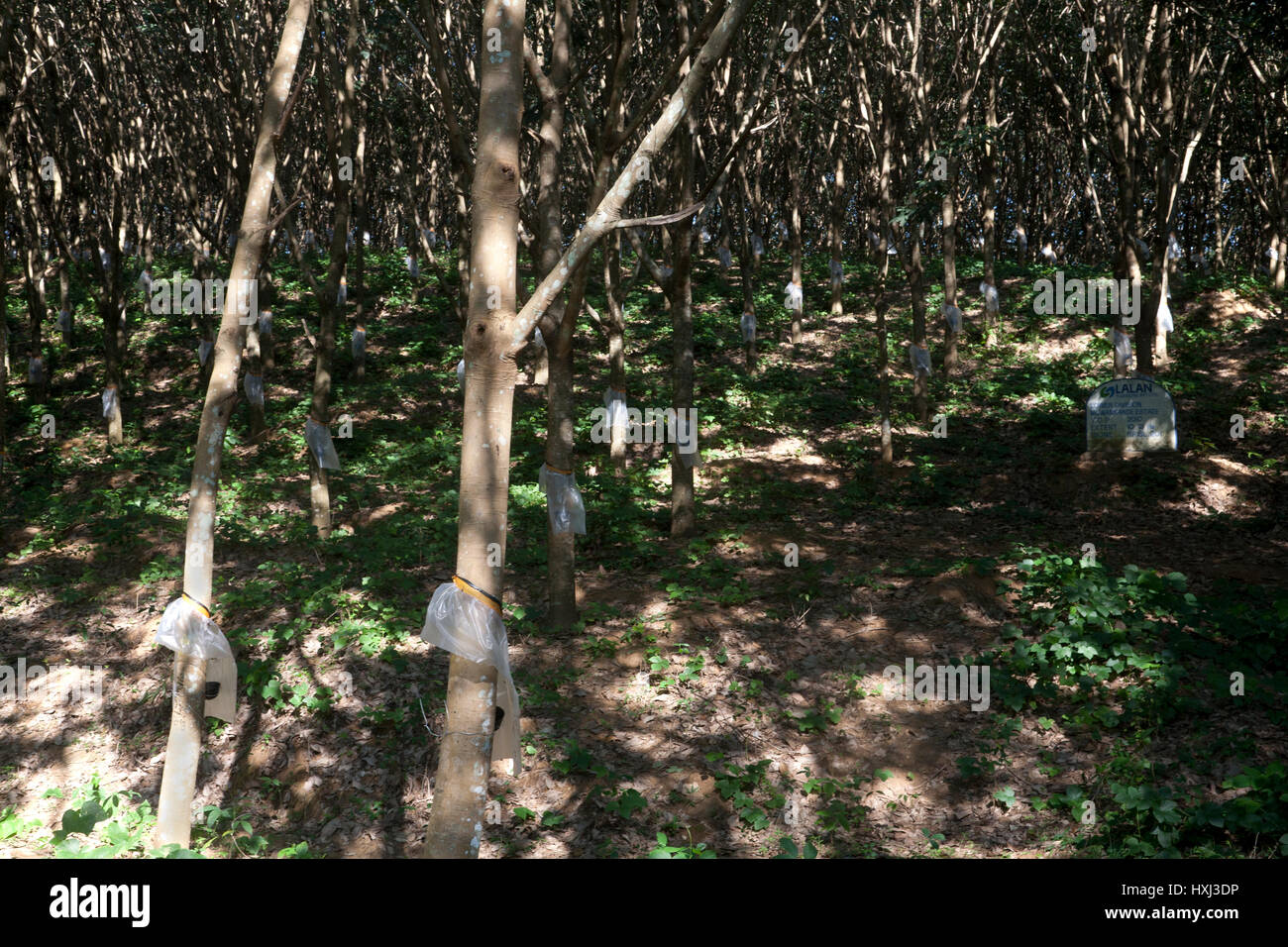 muwankande rubber estate north western province sri lanka Stock Photo ...