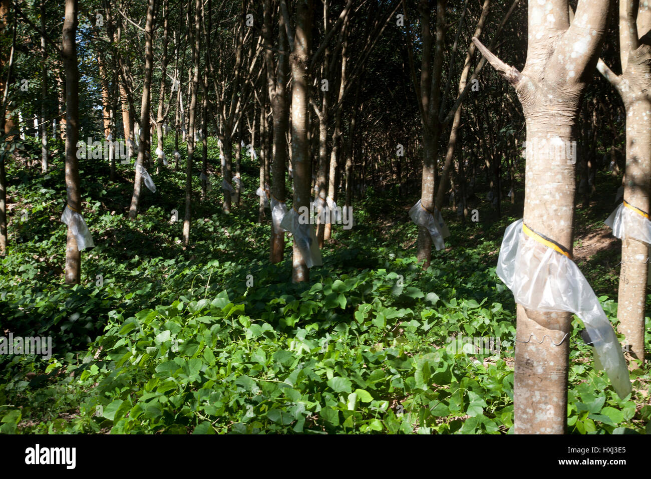 Rubber estate hi-res stock photography and images - Alamy