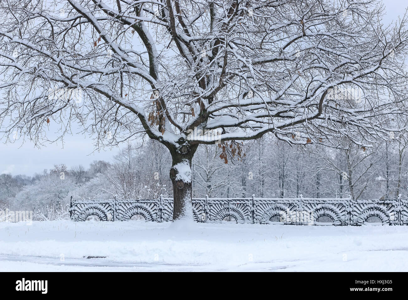 winter snow on lonely tree PARK Stock Photo - Alamy