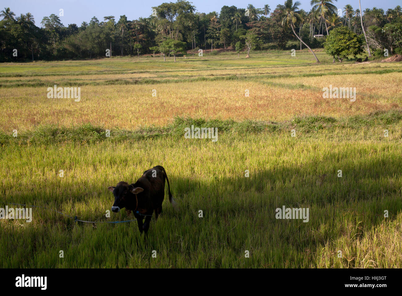 Paddy field cow hi-res stock photography and images - Alamy