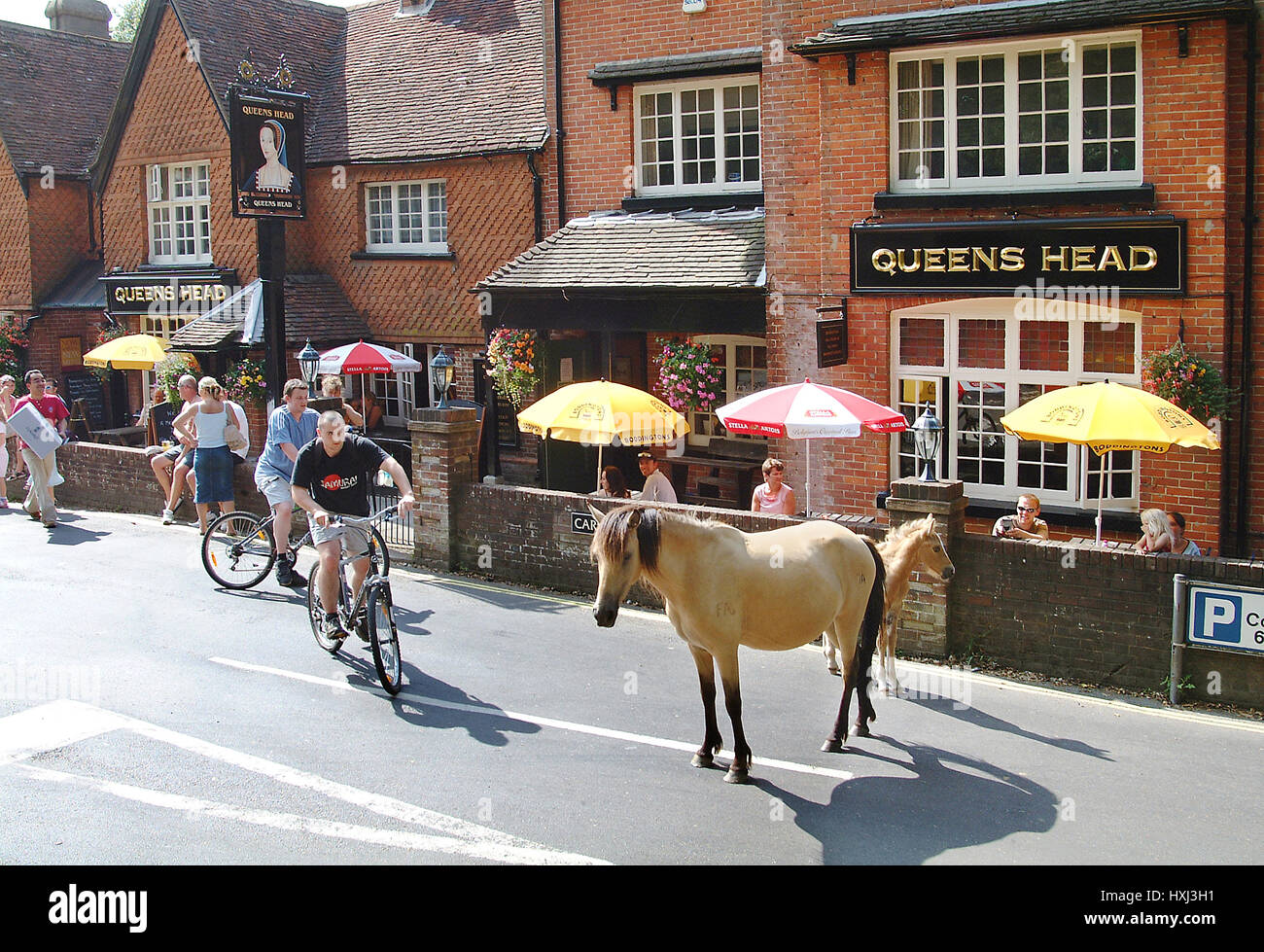 New Forest Pony in the village of Burley, Hampshire, England Stock Photo - Alamy