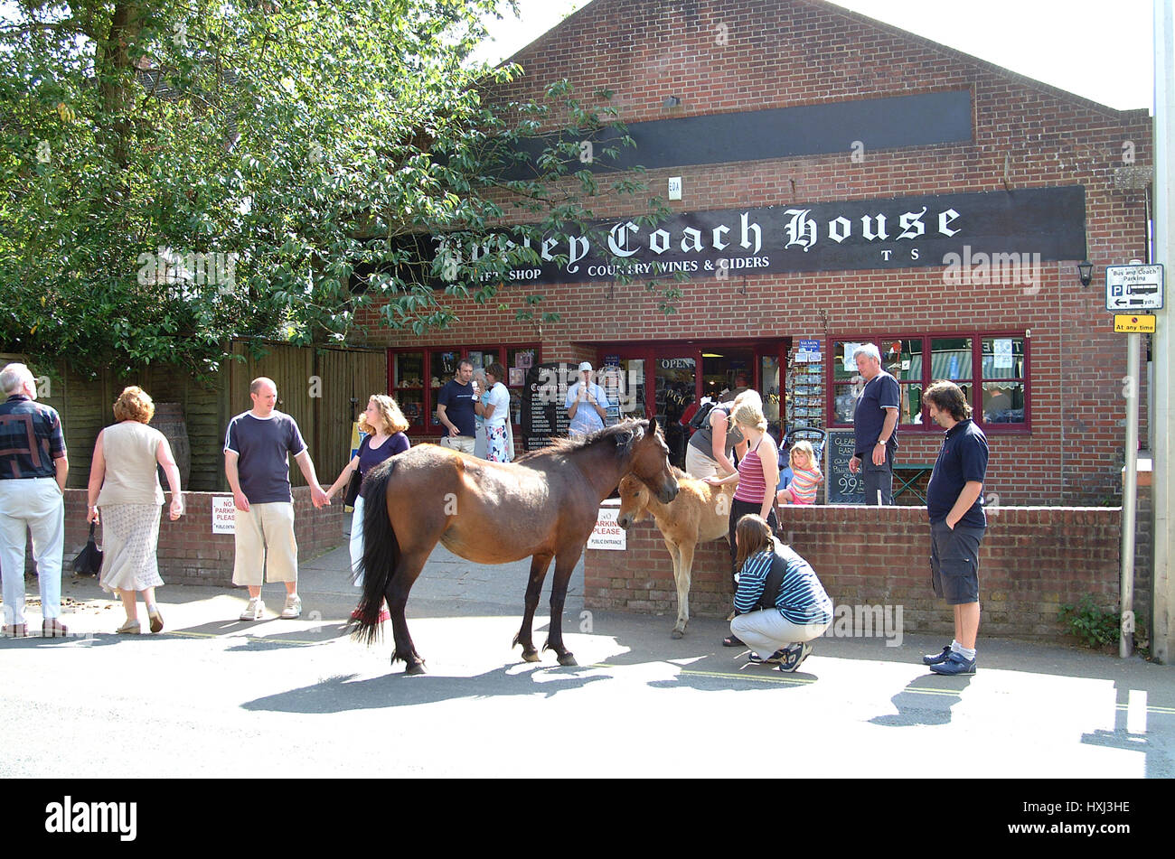 New Forest Ponies in the village of Burley, Hampshire, England Stock ...