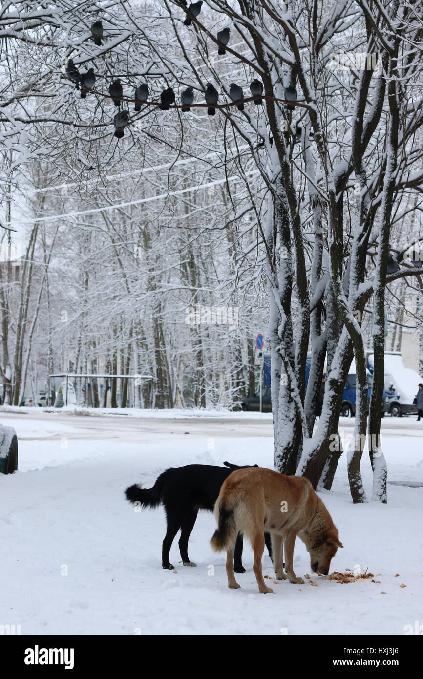 winter dog eat outdoor Stock Photo - Alamy