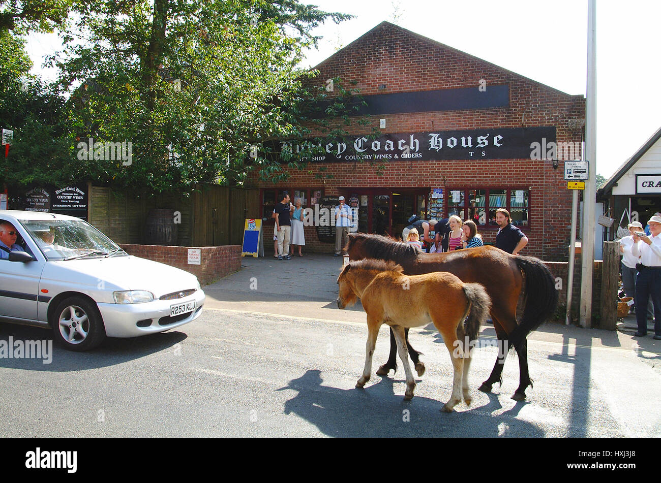 New Forest Ponies in the village of Burley, Hampshire, England Stock Photo - Alamy