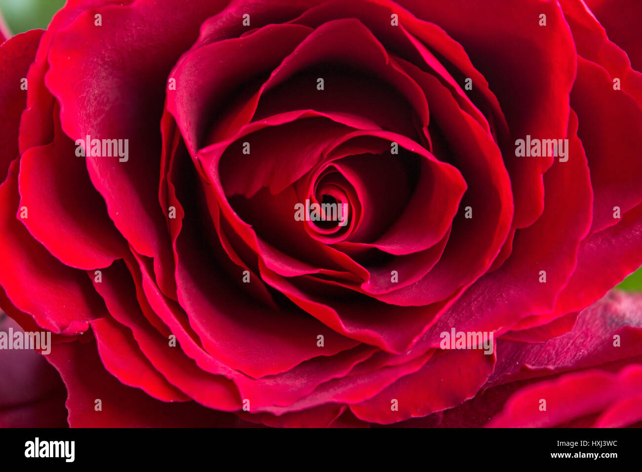 Beautiful Red Rose Close Up Stock Photo - Alamy