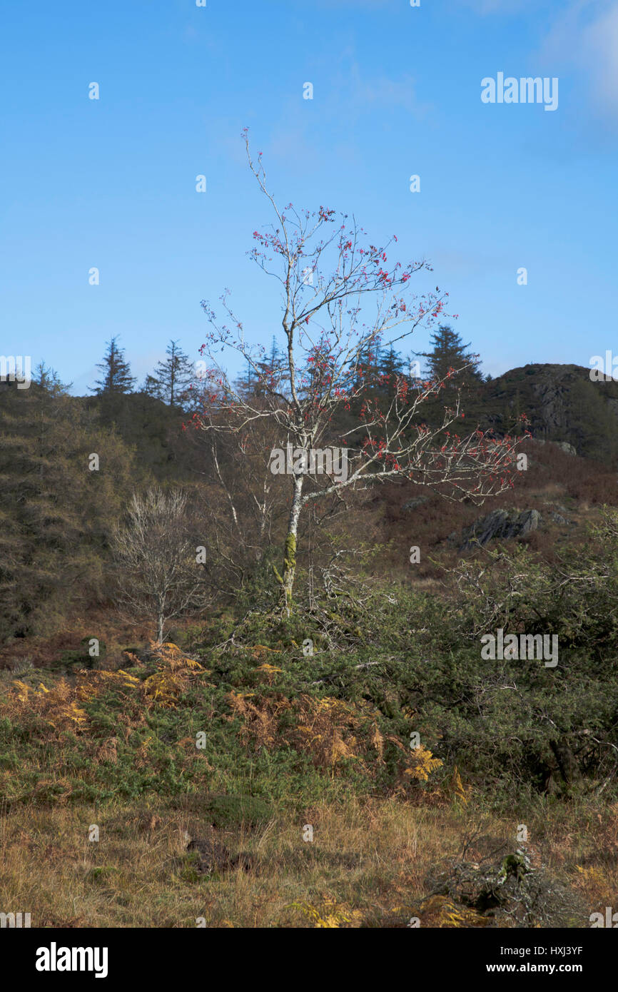 Rowan Tree with berries after leaf fall Autumn Tarn Hows lying between ...