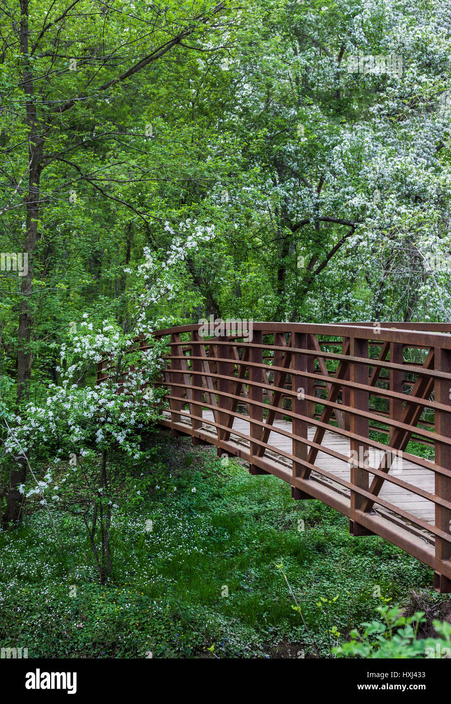 Metal bridge forest path, footbridge and spring flowering trees, forest ...