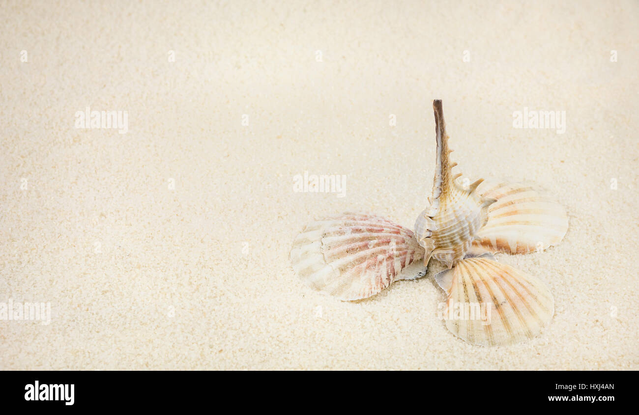 Seashell on beach in maldives hi-res stock photography and images - Alamy