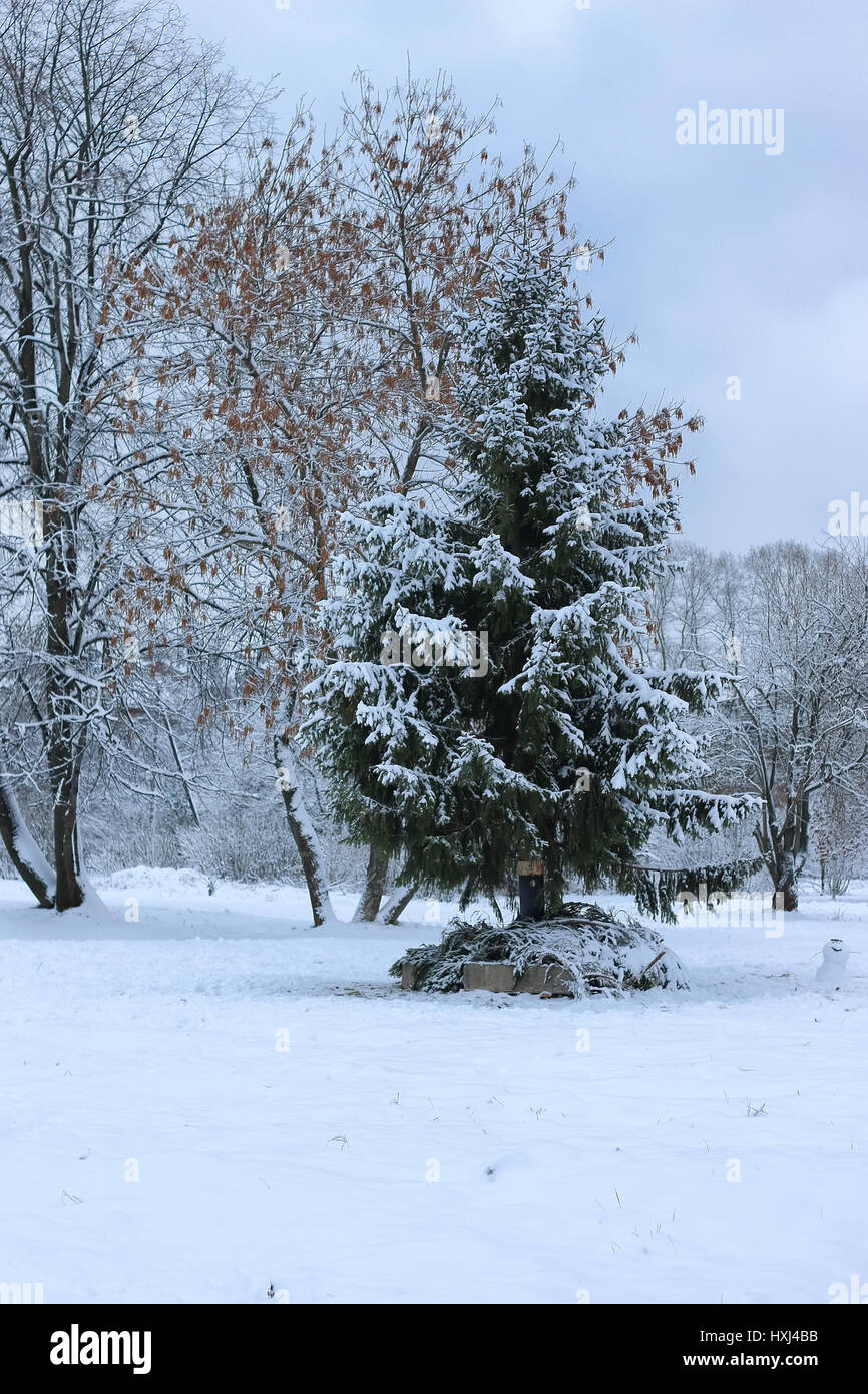 winter snow on tree PARK Stock Photo - Alamy