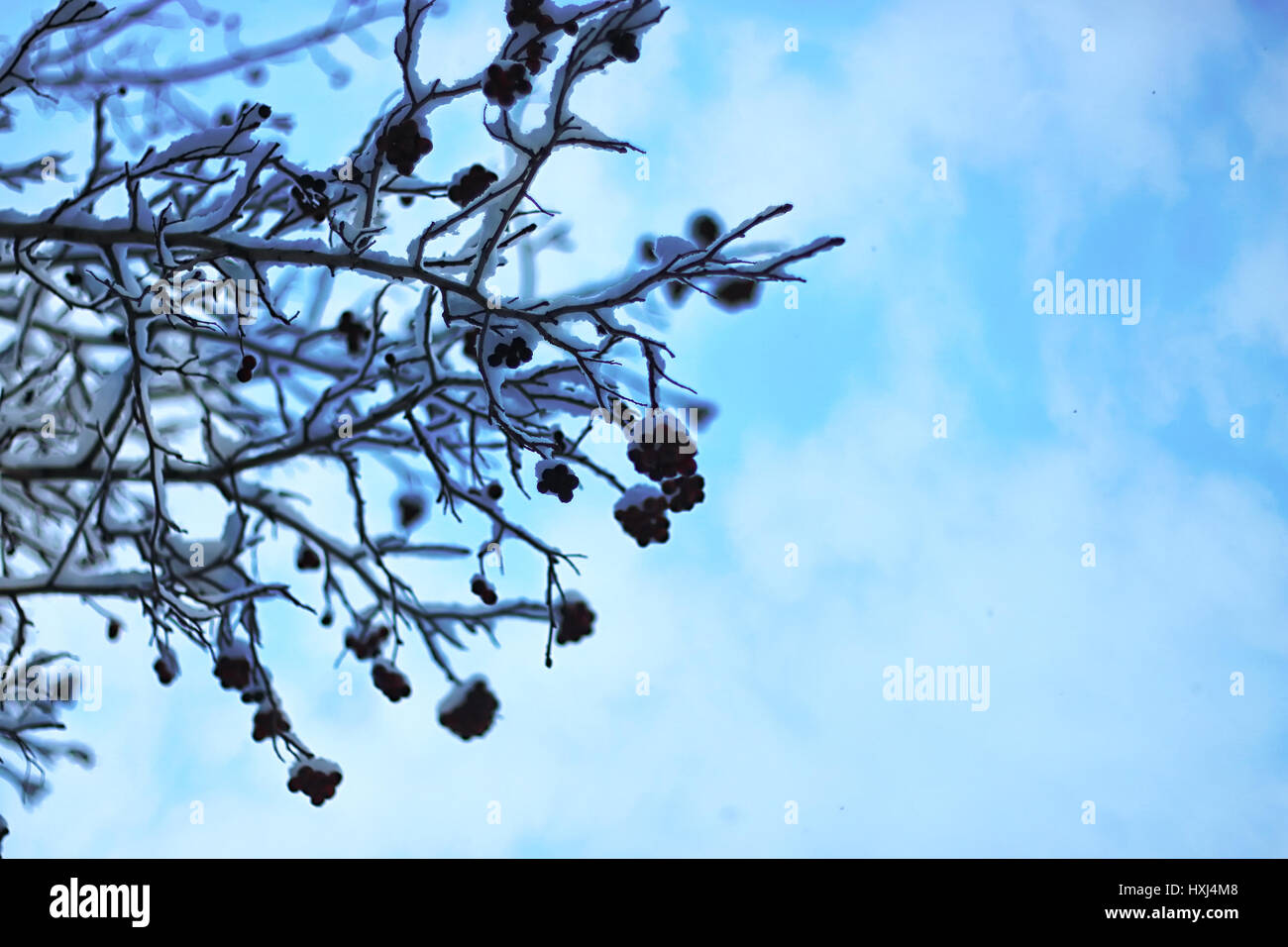 winter snow branch tree covered Stock Photo - Alamy