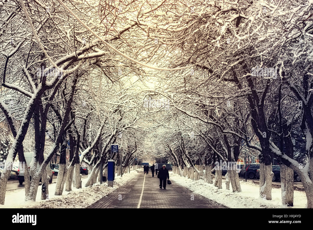 pedestrian pathway tree winter Stock Photo - Alamy