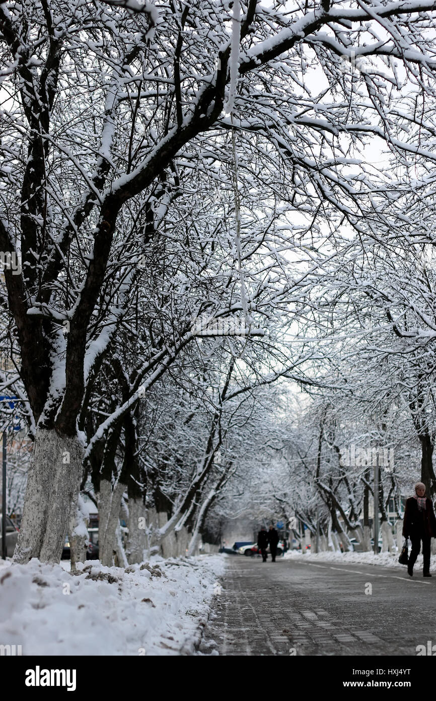 pedestrian way tree winter Stock Photo - Alamy