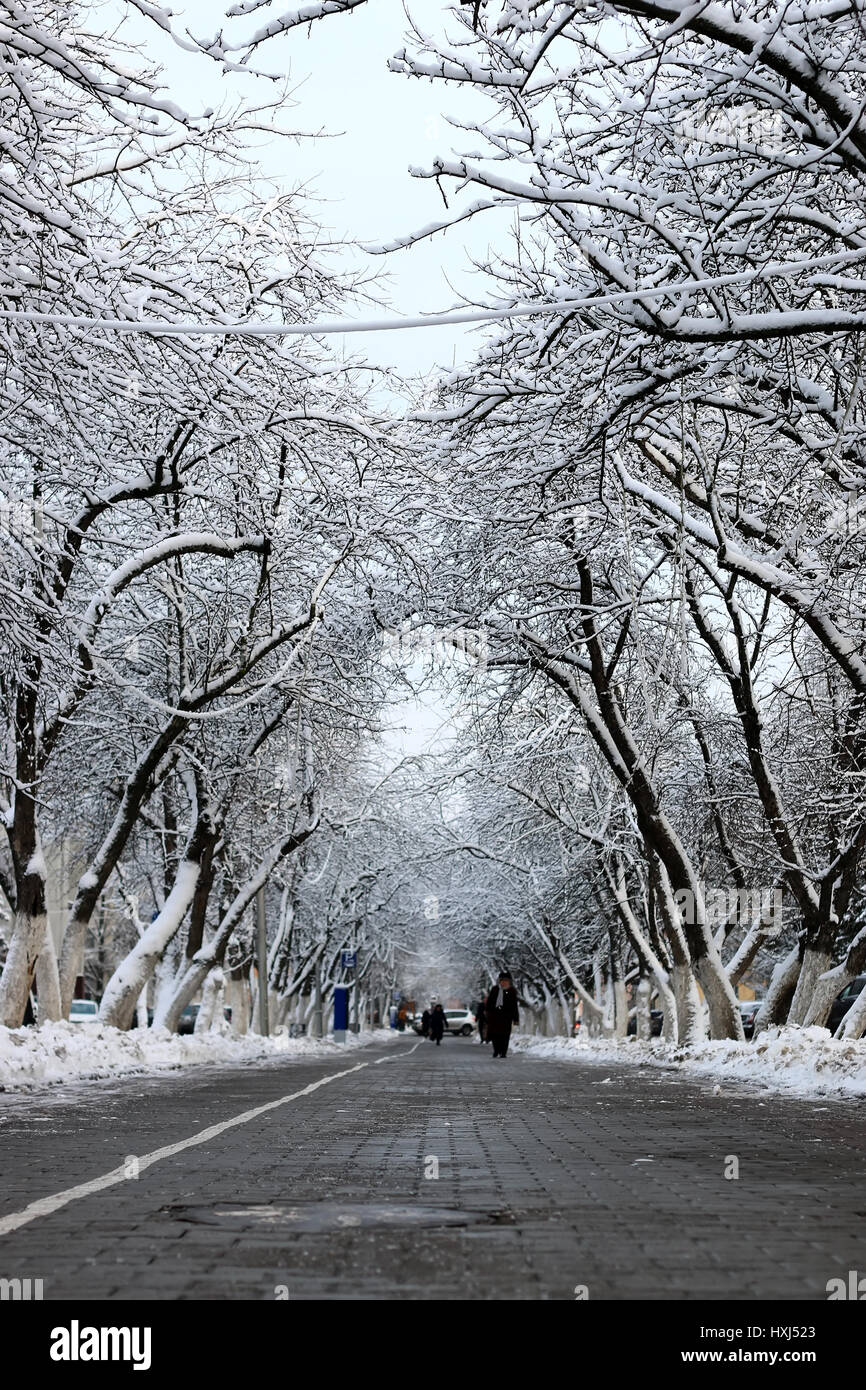 pedestrian way tree winter Stock Photo - Alamy