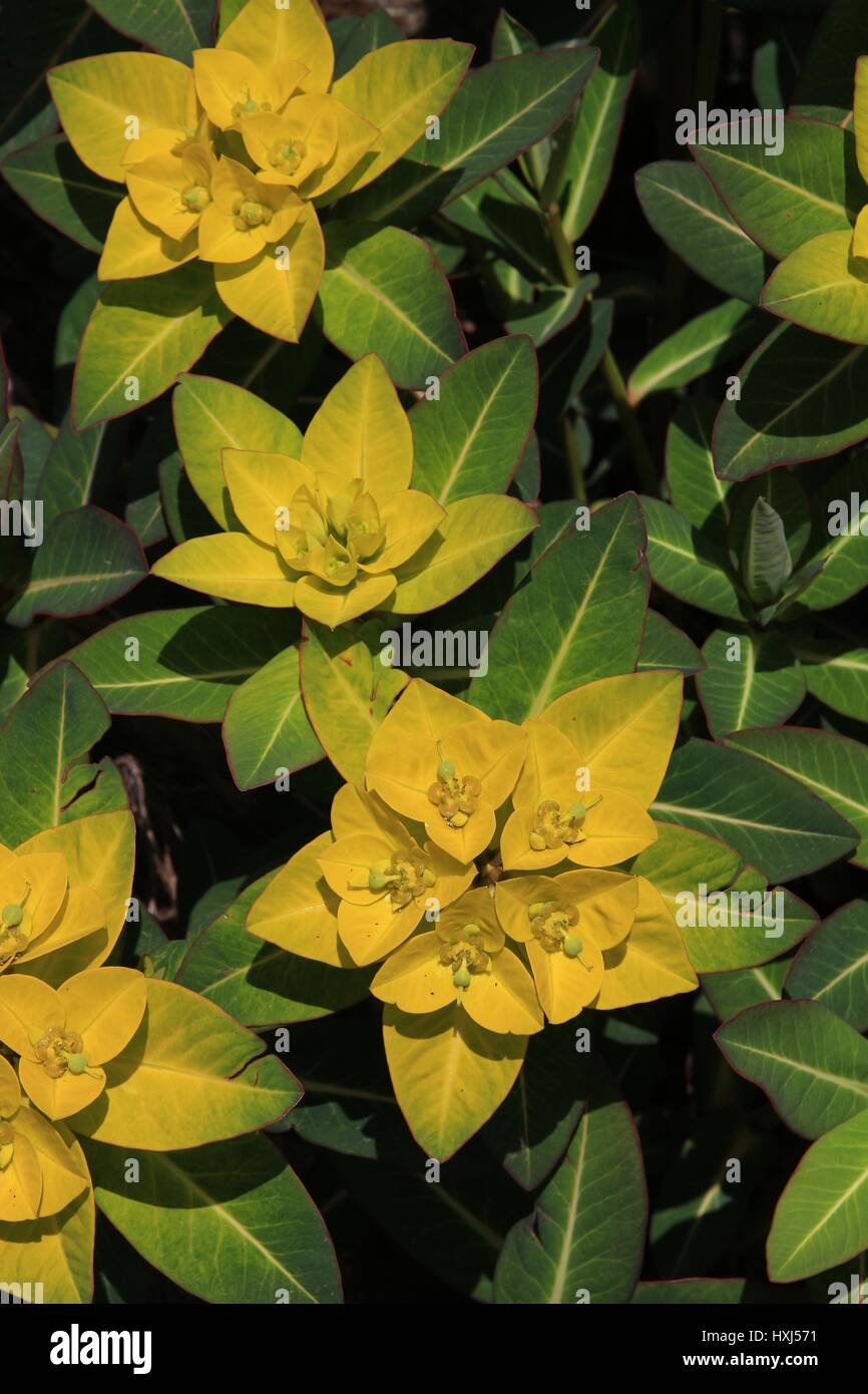 Big yellow milkweed plants growing in the Everest National Park Stock ...