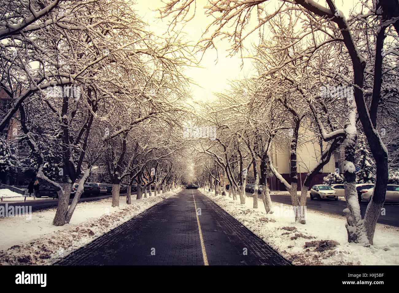 pedestrian pathway tree winter Stock Photo - Alamy